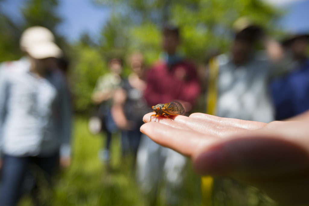 As rare cicadas begin to emerge, KU researchers, students examine the ...